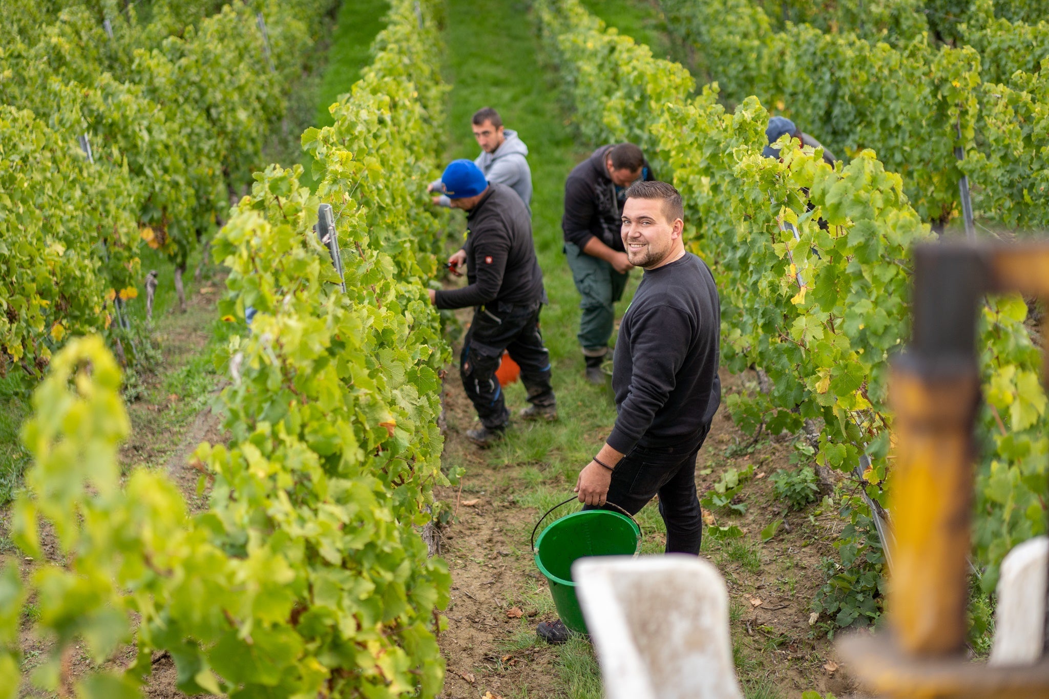 NoLimit vin de Riesling sans alcool de Daniel Mattern